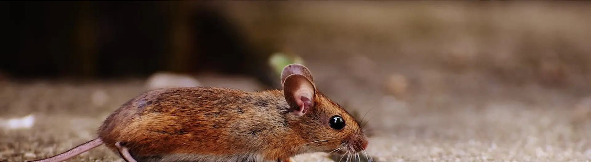Mice Control: Forbearance Pest Control in Hamilton