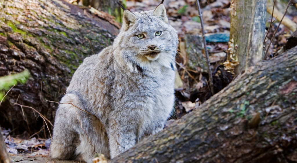 Ontario Animal Control | Response to Wildlife Encounters