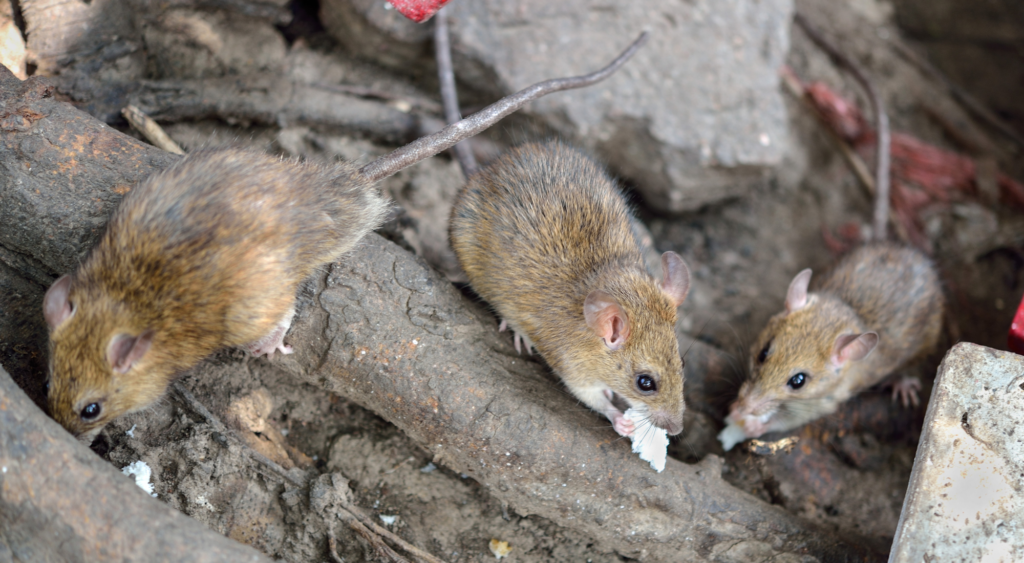 Norway Rat Infestations in Hamilton | Understanding and Managing