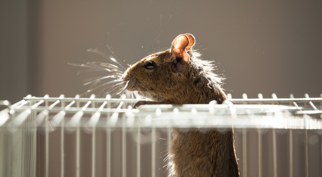Winter Rodent Control in Hamilton | Effective Methods and Tips