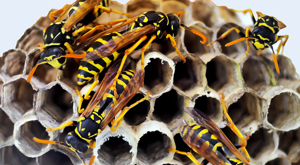Wasp Control Hamilton: Expert Solutions | 2025