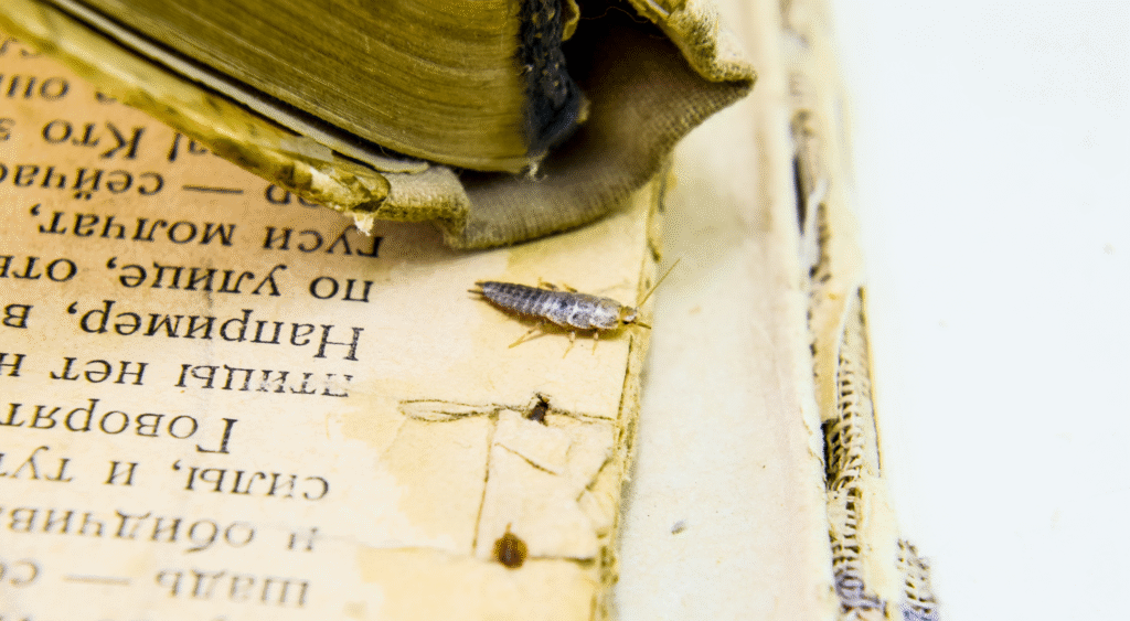 Silverfish Control: Identify & Eliminate Pests | Niagara