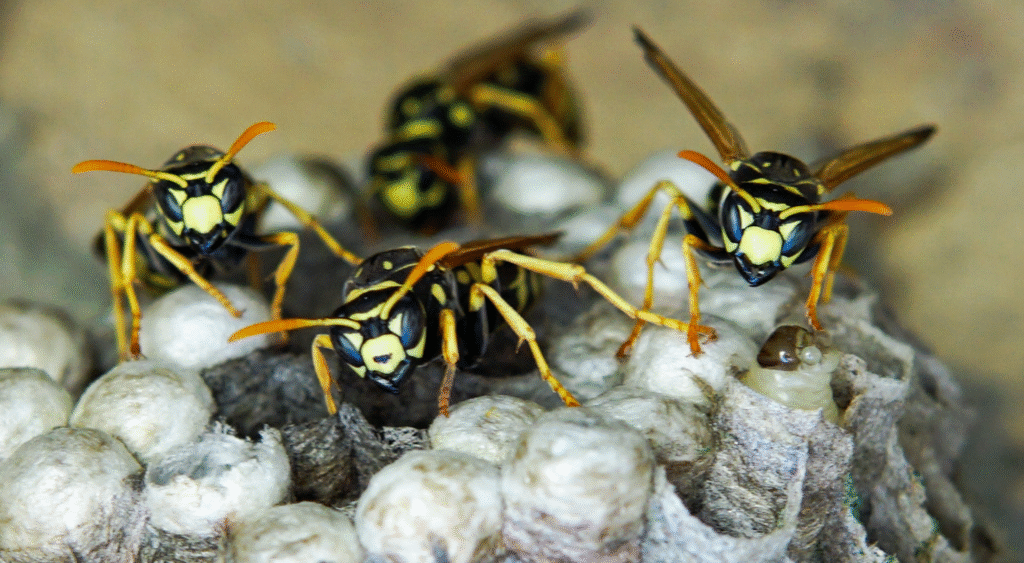 Wasp, Bee, Hornet Removal: Safe & Effective Solutions